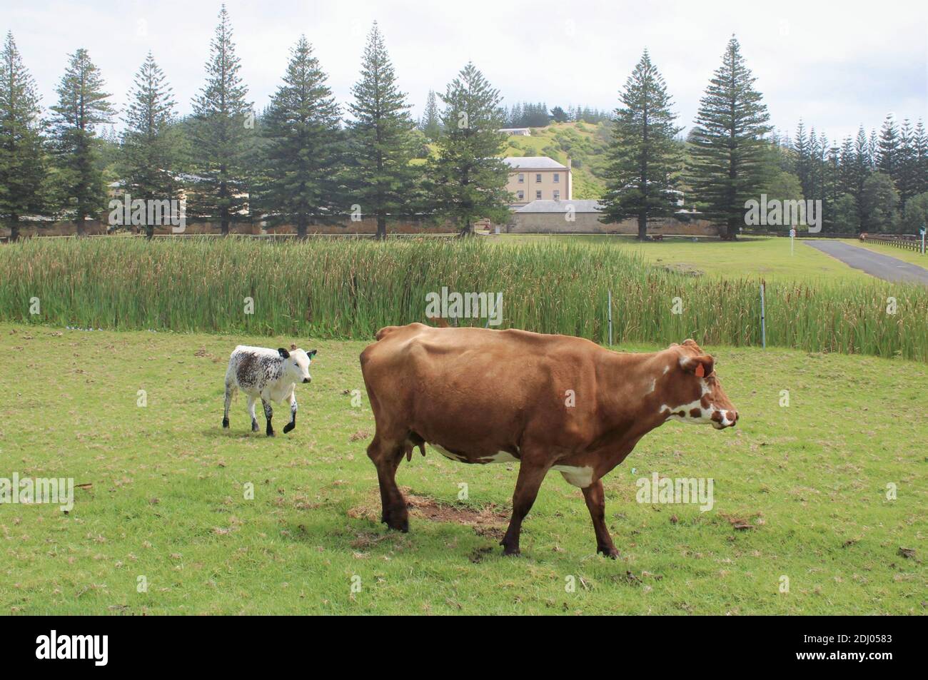 Norfolk Island, External Australian Territory, Cows wandering in the ...