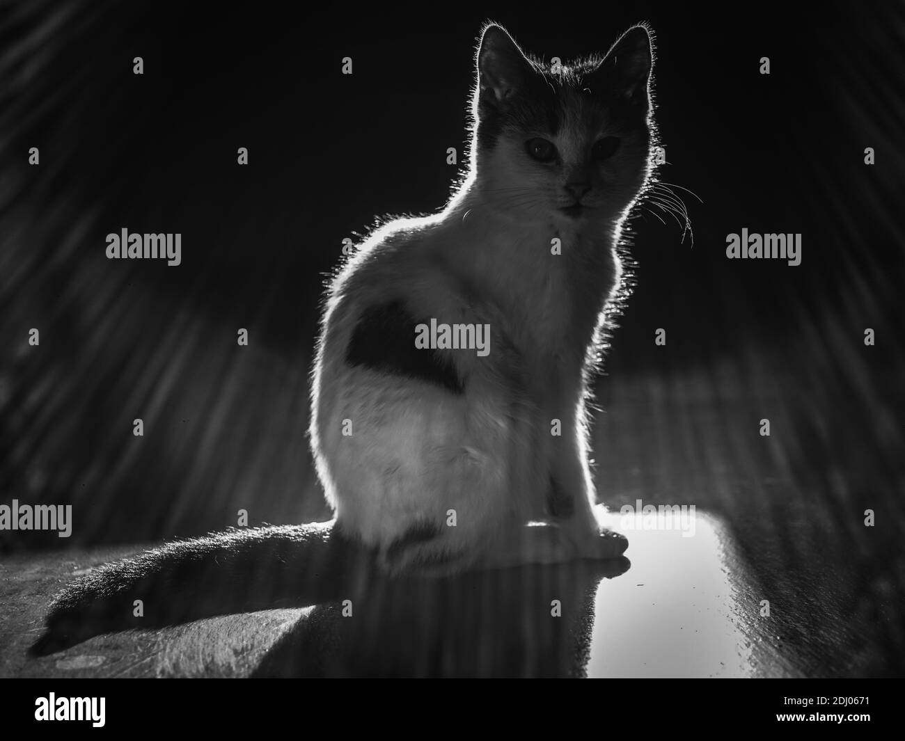 Spectrum of the sun Black and White Stock Photos & Images - Alamy