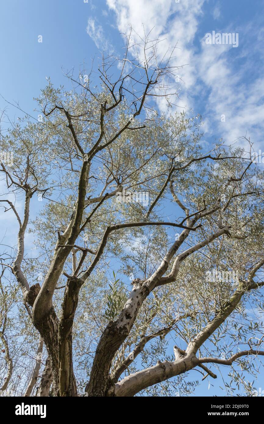 Olive tree. Agricultural tourism in Italy. Bottom view Stock Photo - Alamy
