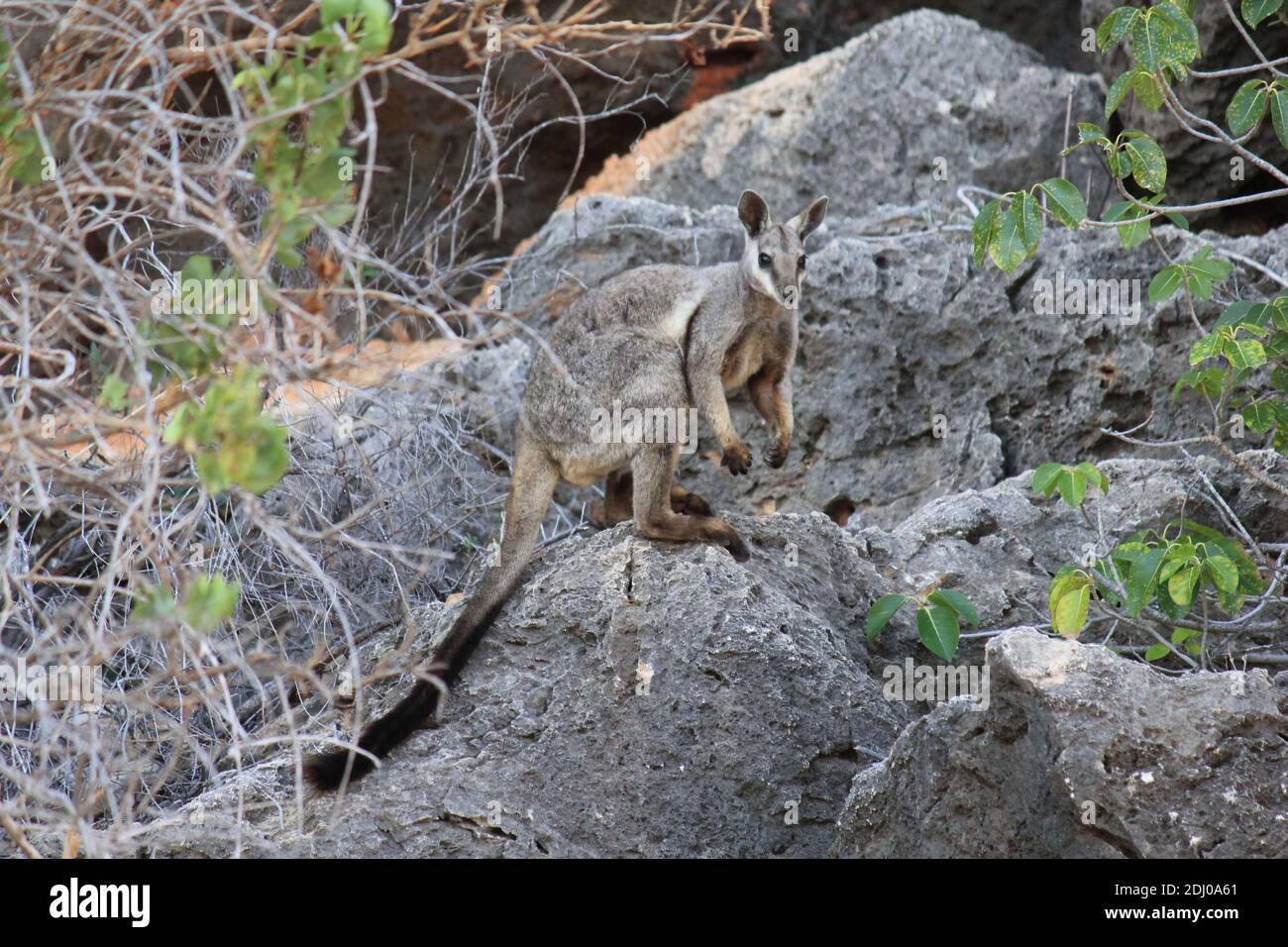 Rock wallaby in Cape Range National Park, Western Australia Stock Photo ...