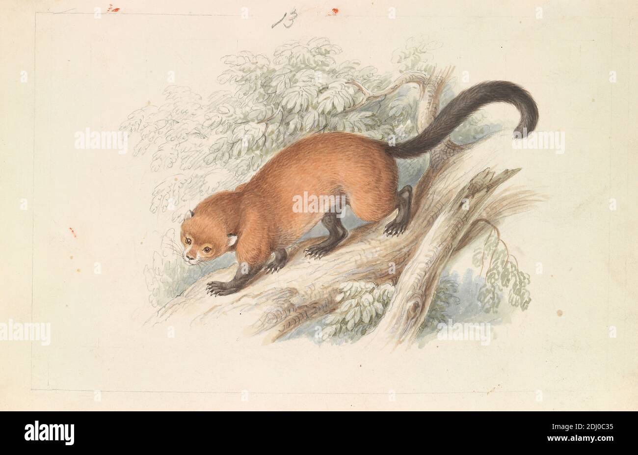 Eira ferruginea gulo castaneus griffiths cuvier hi-res stock ...
