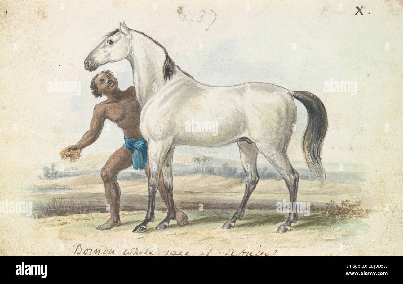 The bornou race hi-res stock photography and images - Alamy