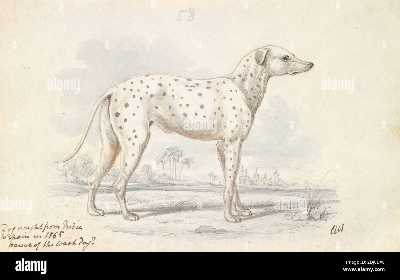 Modern coach dog hi-res stock photography and images - Alamy