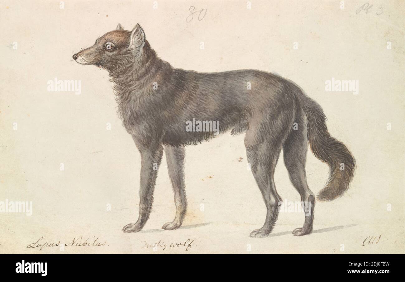 Melanistic Maned Wolf