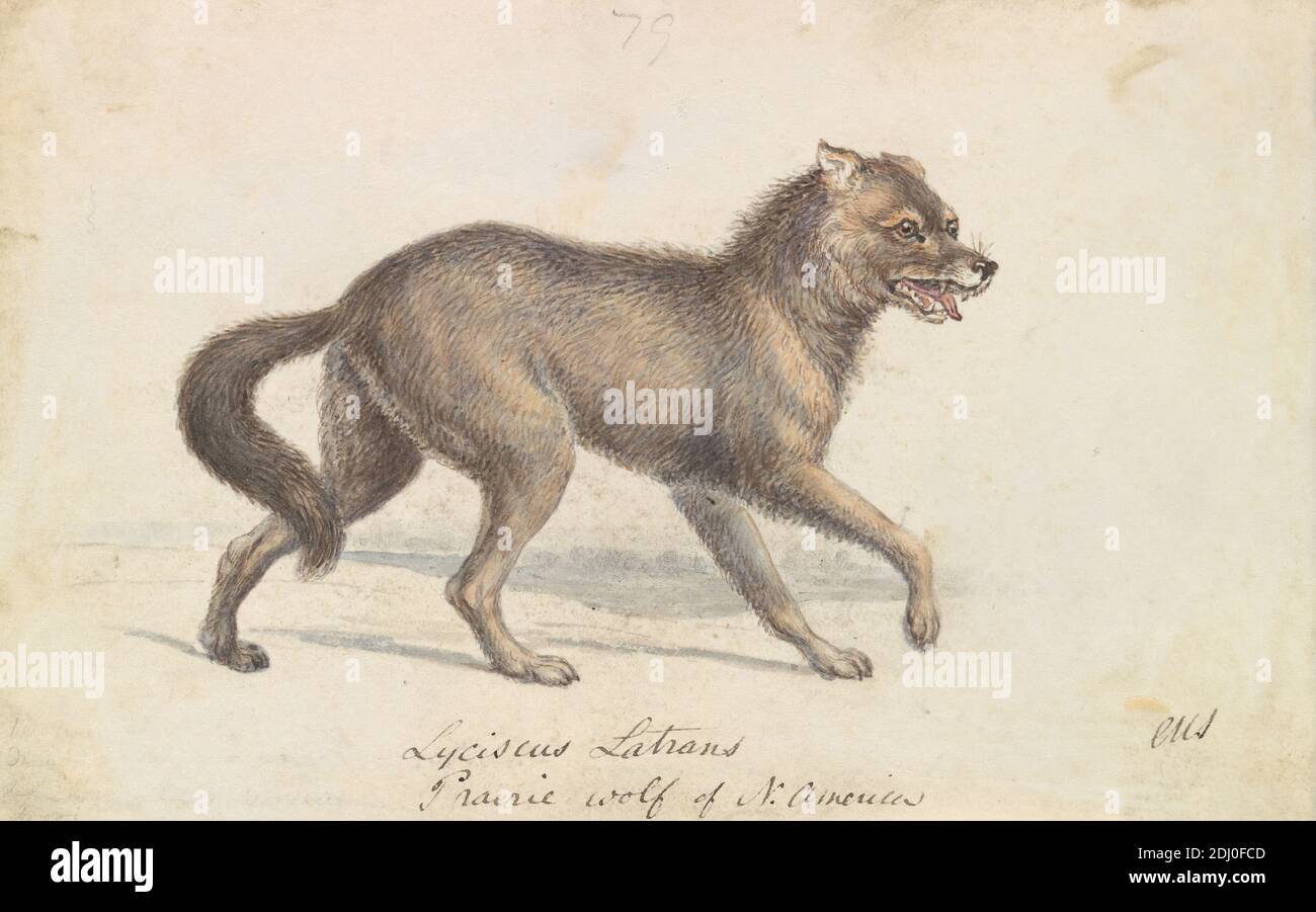 The prairie wolf hi-res stock photography and images - Alamy