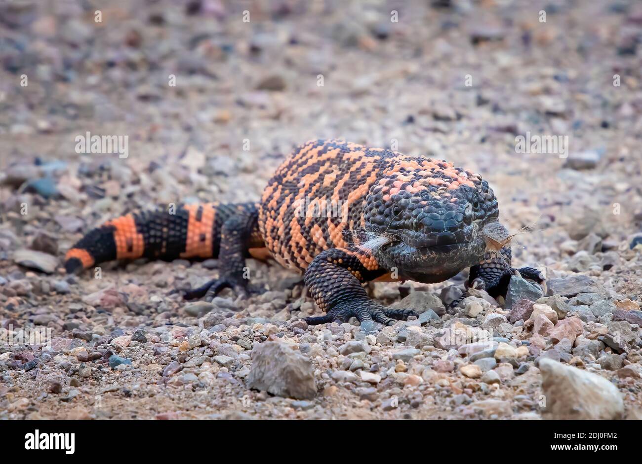 Types Of Poisonous Lizards