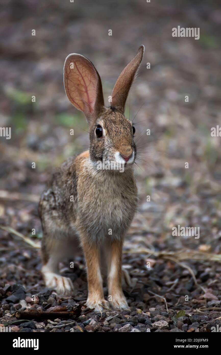 Young antelope jackrabbit sits looking at the camera in low angle face ...