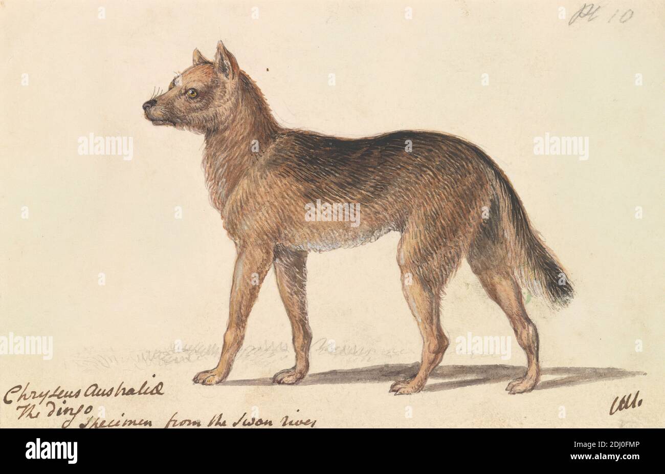 New holland dingo hi-res stock photography and images - Alamy