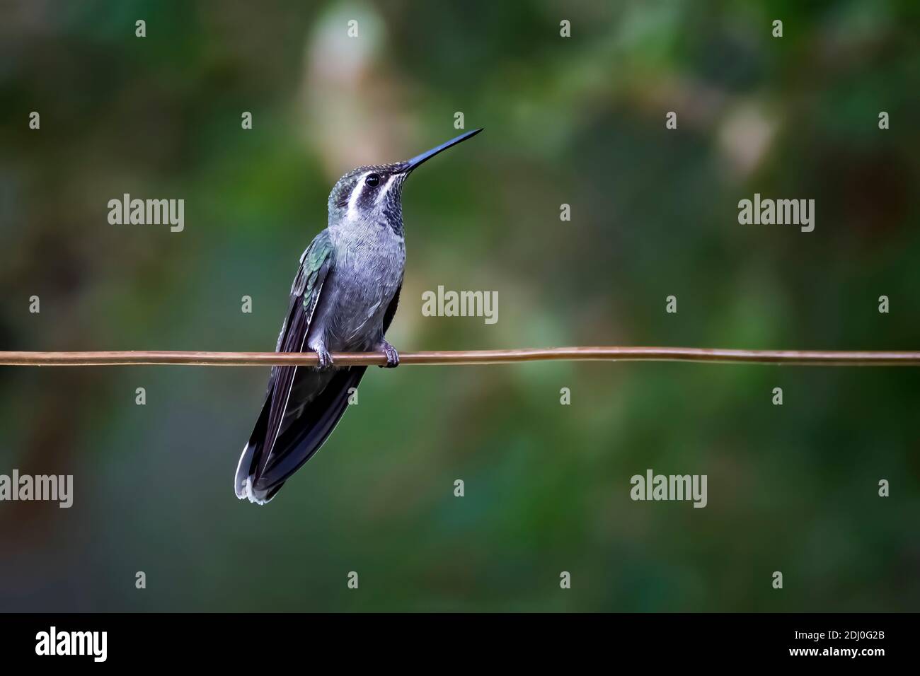 Female blue throated hummingbird perched on copper wire against green ...