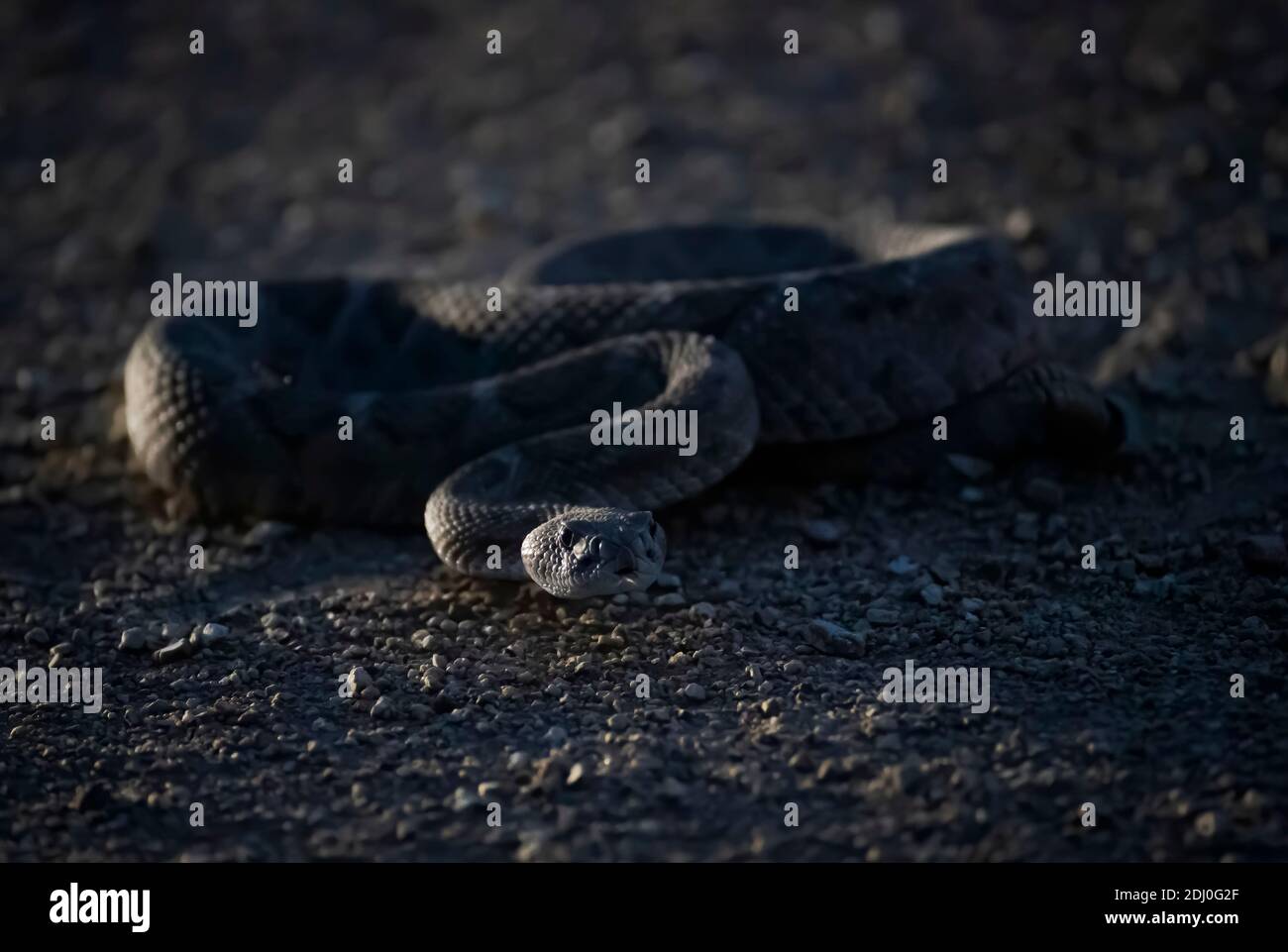 Western diamondback rattlesnake curled up in defensive position on ...