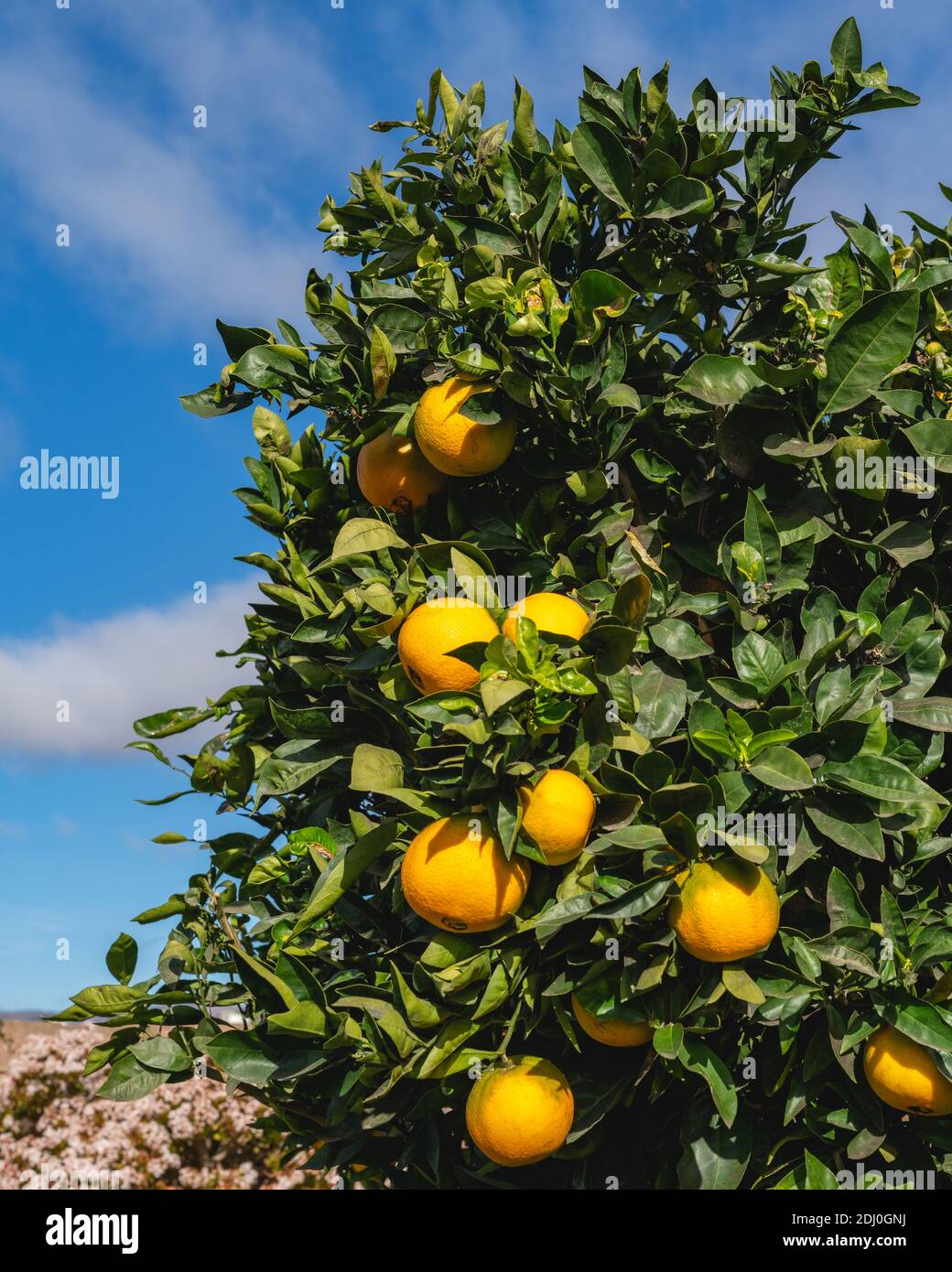 Orange fruits close up. Orange tree bearing full grown fruits Stock ...