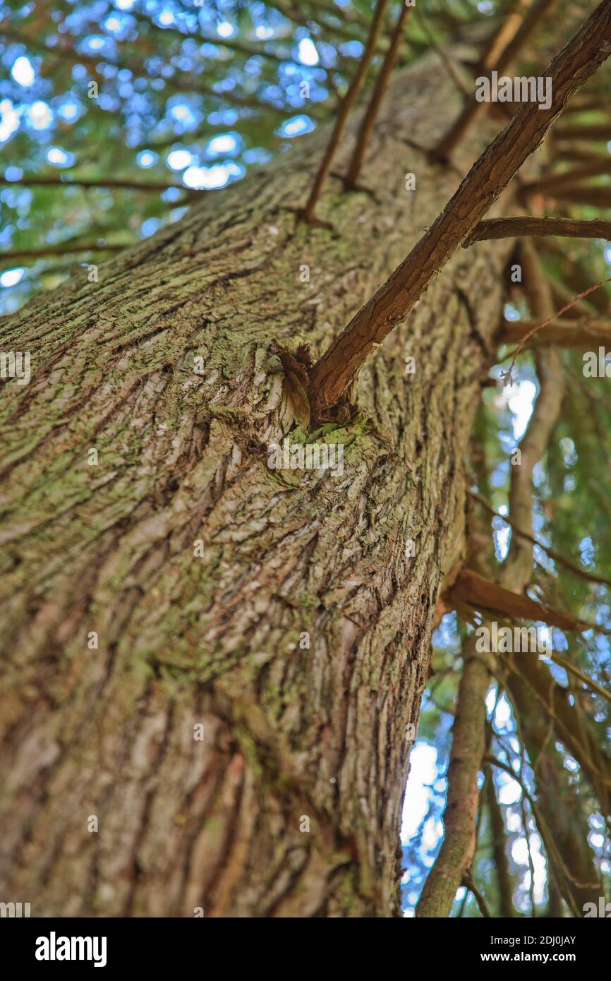 Western cedar tree branch hi-res stock photography and images - Alamy