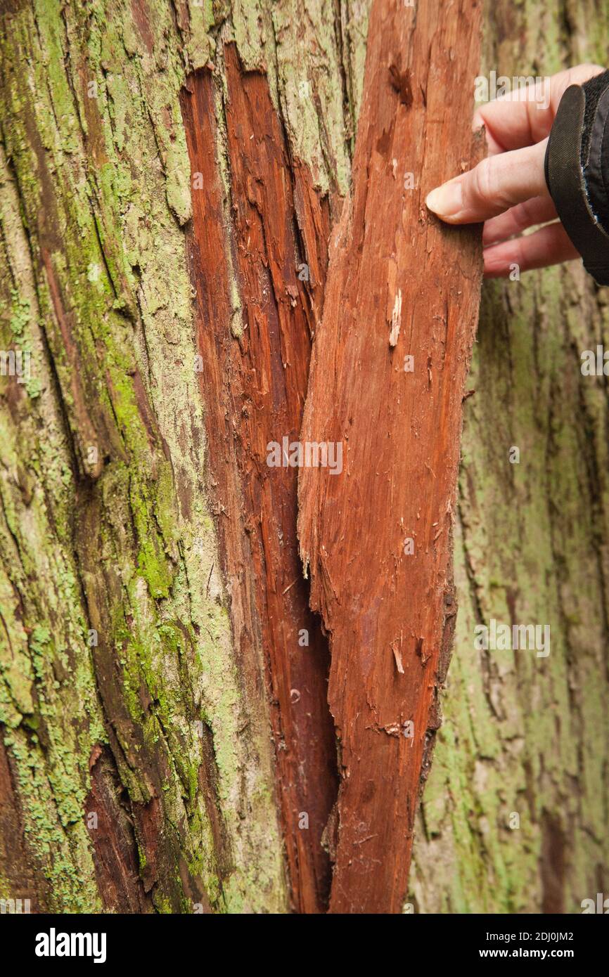 Cedar bark hi-res stock photography and images - Alamy