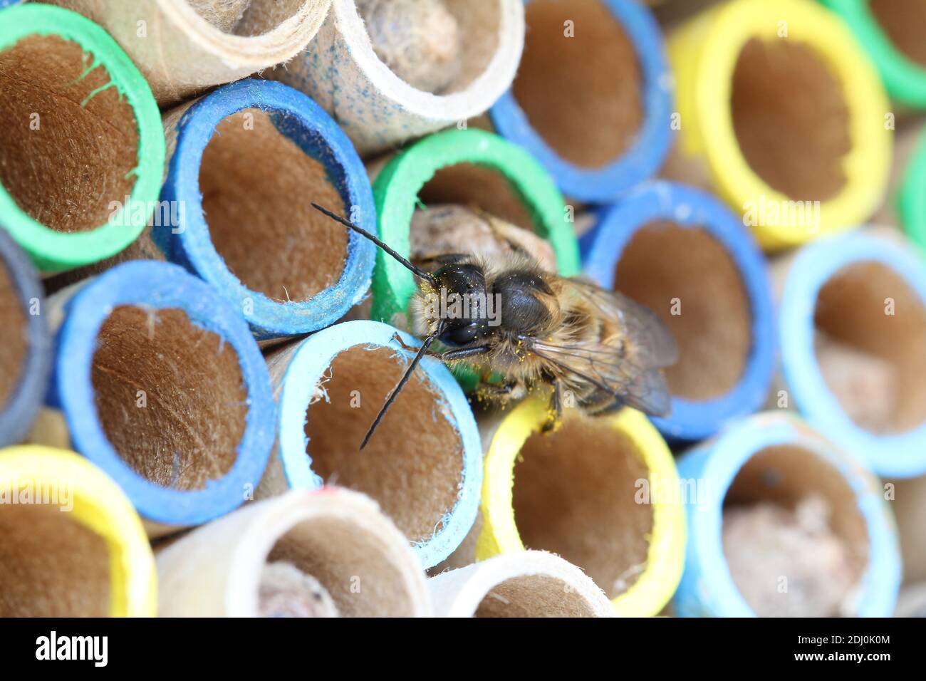 Solitary bee tubes hi-res stock photography and images - Alamy