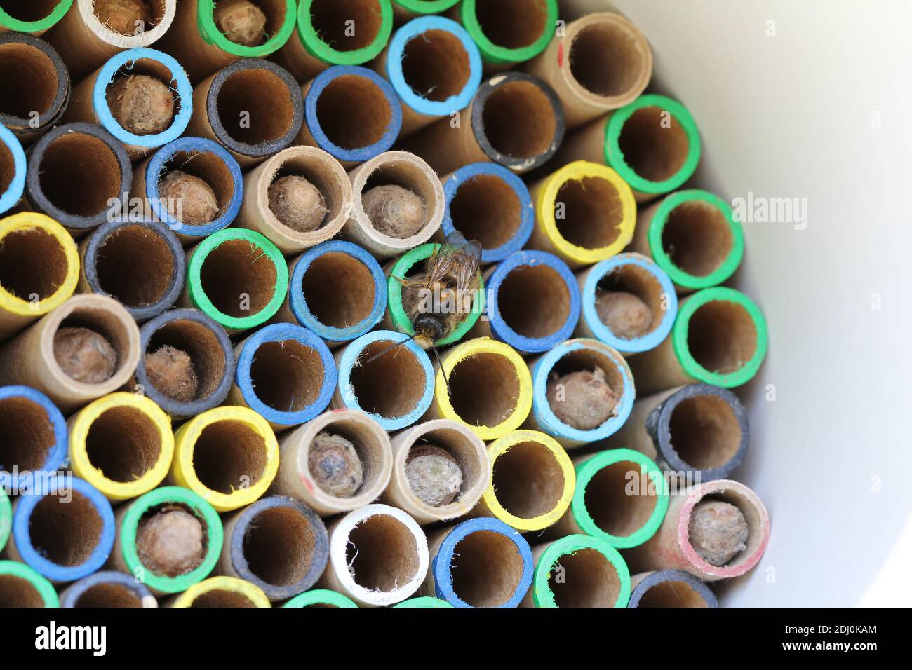 Hornface mason bee, Osmia Cornifrons, on nesting tubes Stock Photo - Alamy