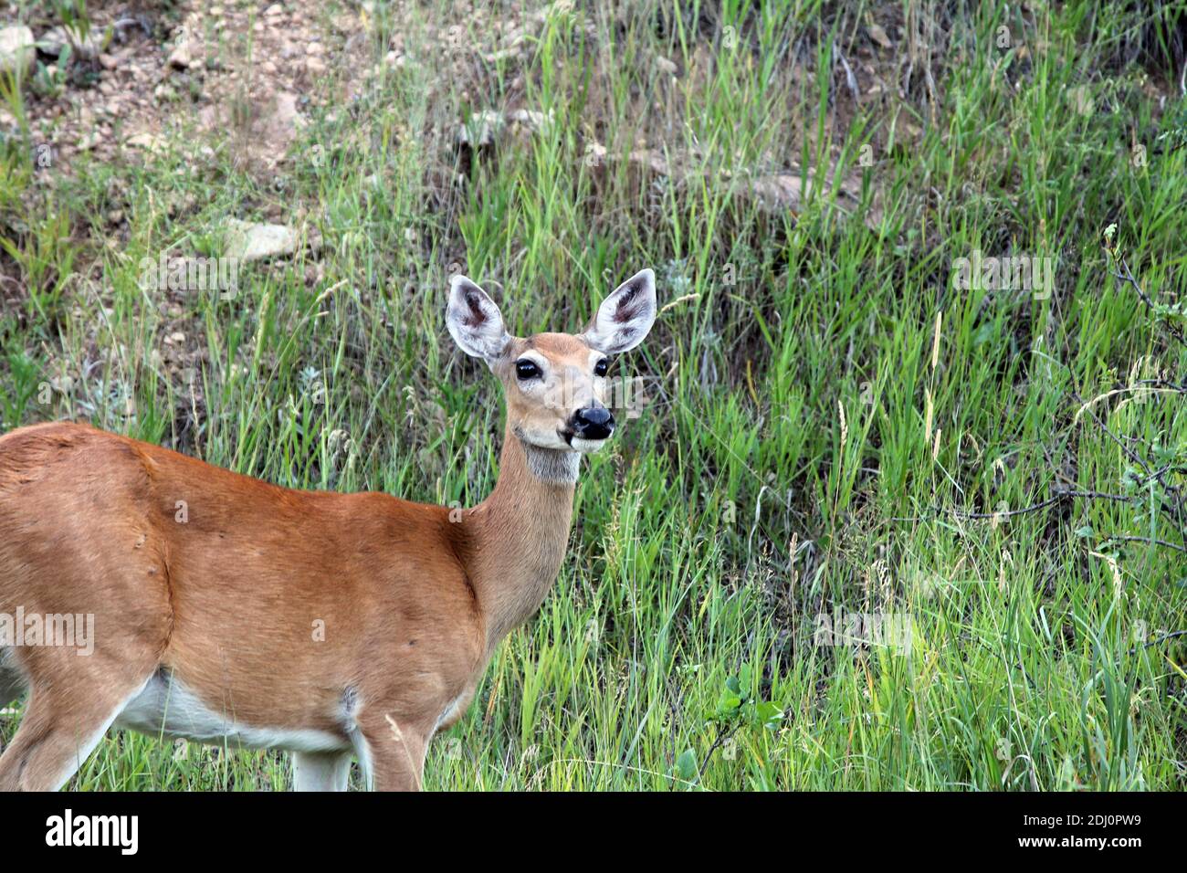 A large eyed whitetail deer looking into the distance Stock Photo - Alamy