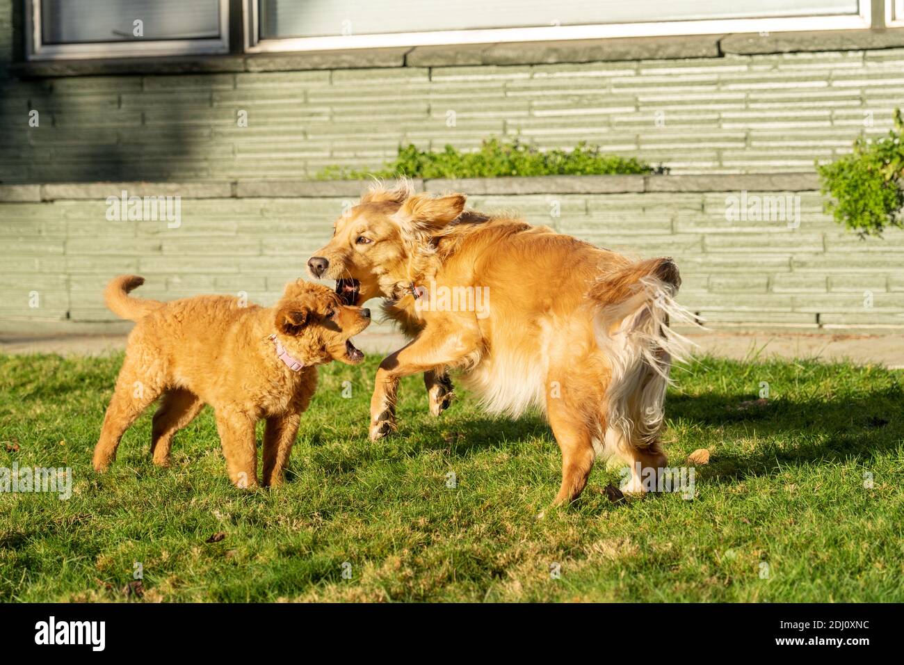 Golden retriever puppy play hi-res stock photography and images - Alamy