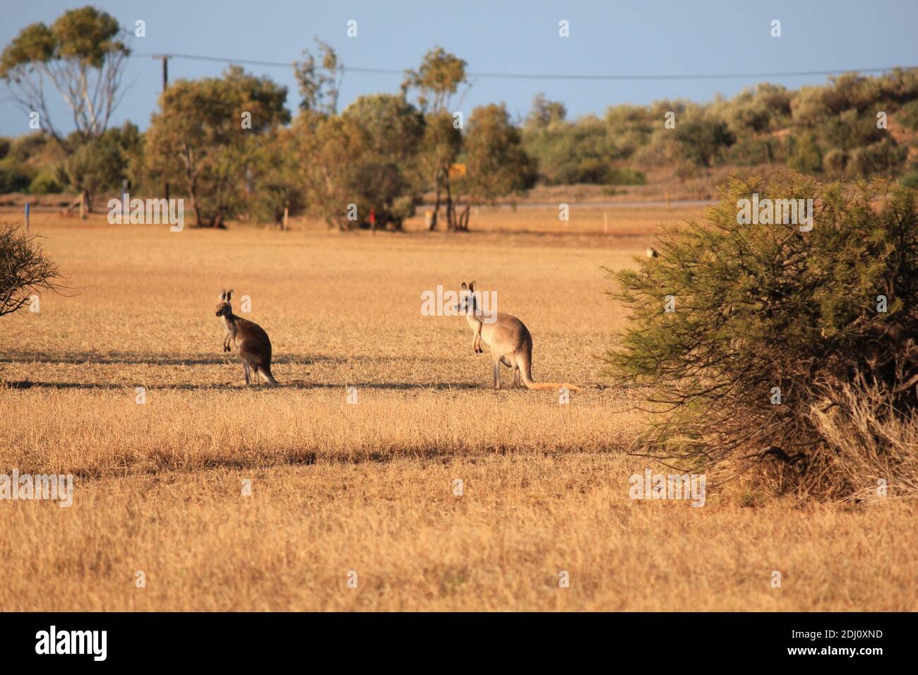 Red Kangaroo in a dry Western Australia landscape at sunset Stock Photo ...