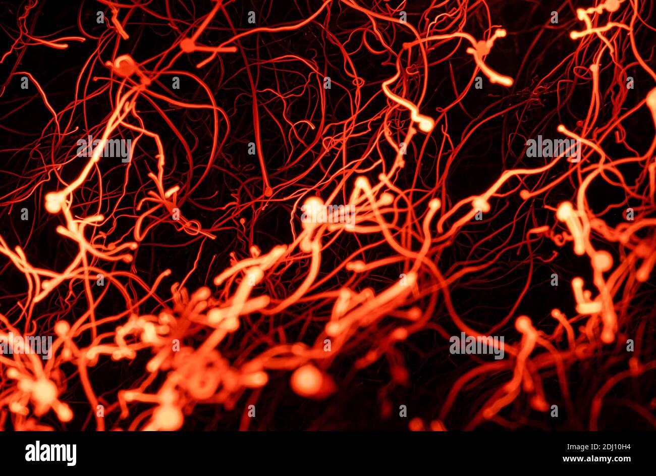 Abstract photograph of burning red and orange filaments on a black ...