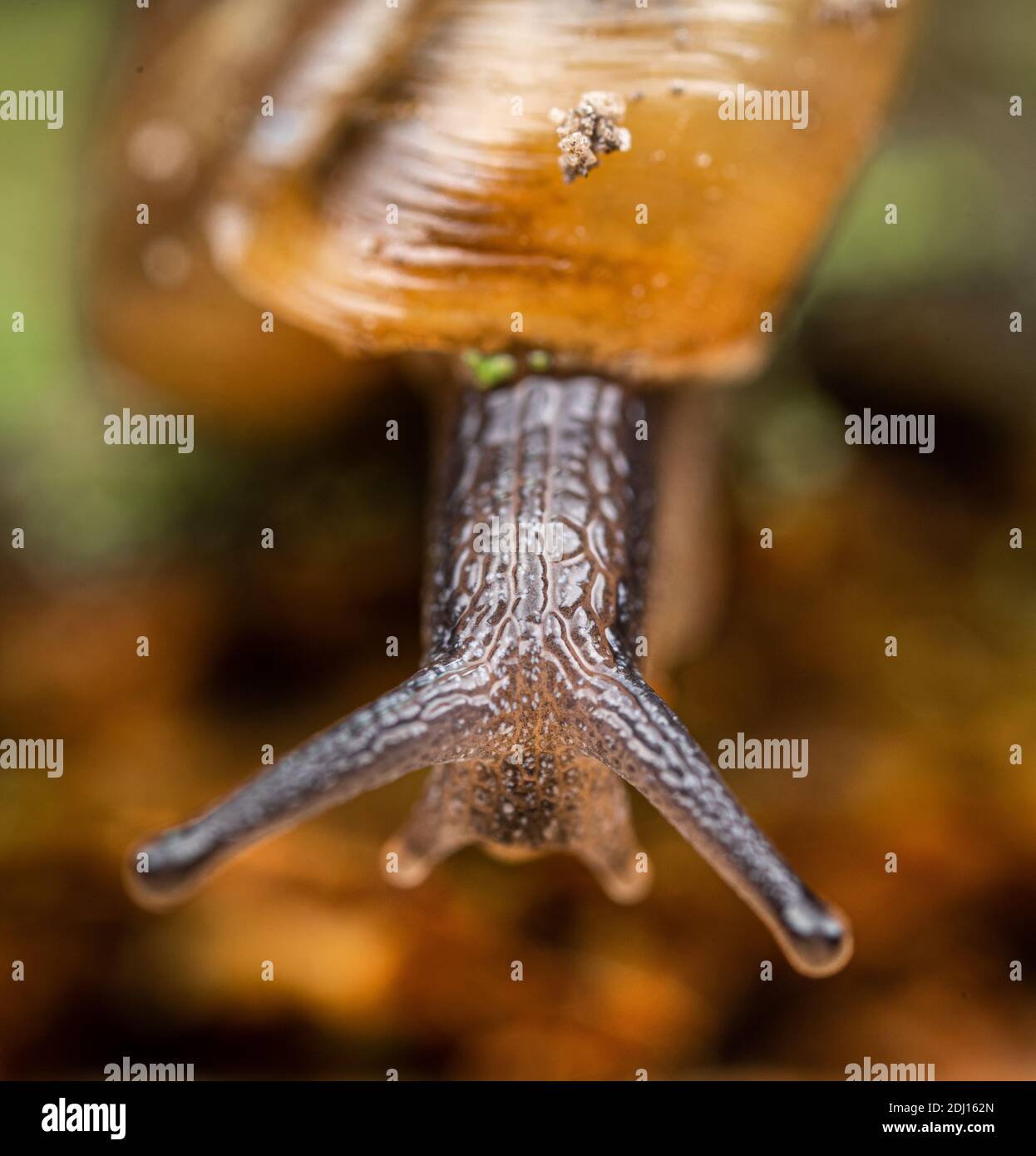 Snail grass water drop hi-res stock photography and images - Alamy