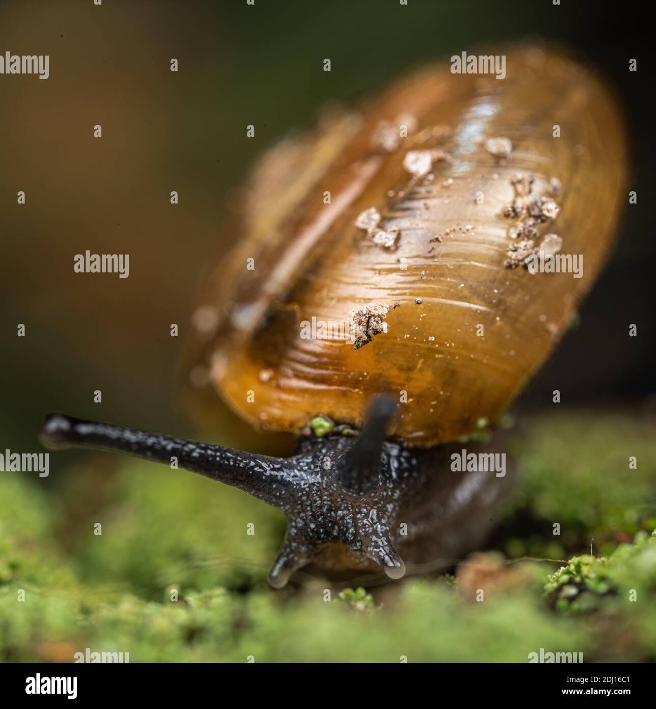 Very close magnification macro photograph of a garden snail Stock Photo ...