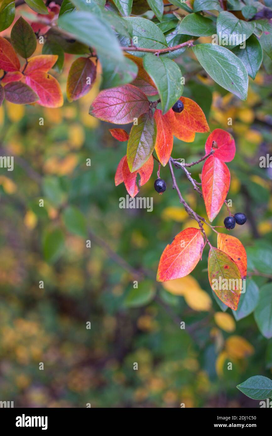 bright autumn background leaves and fruits of chokeberry Bush Stock ...