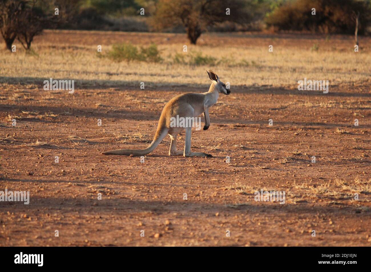 Red Kangaroo in a dry Western Australia landscape at sunset Stock Photo ...