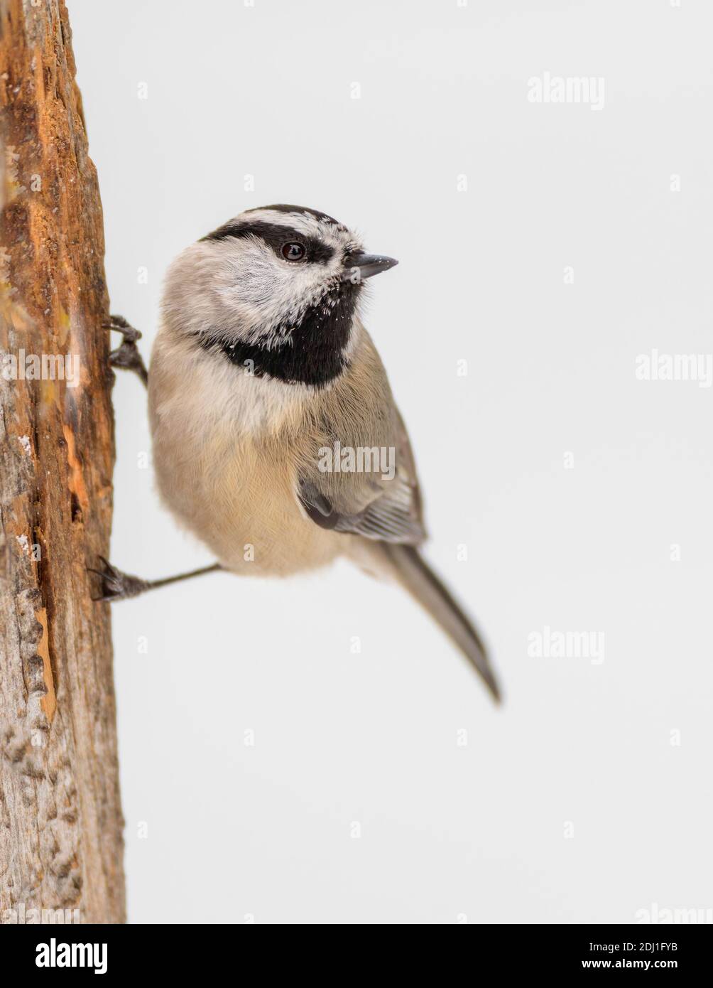 A mountain chickadee pauses on an old tree near Cheyenne, Wyoming Stock ...
