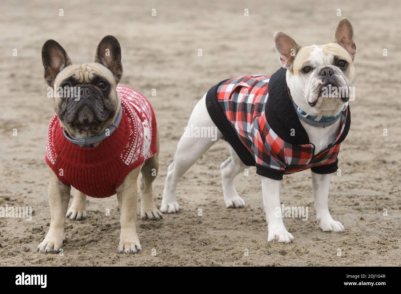 Piebald and fawn female Frenchies dressed up and posing at the beach ...