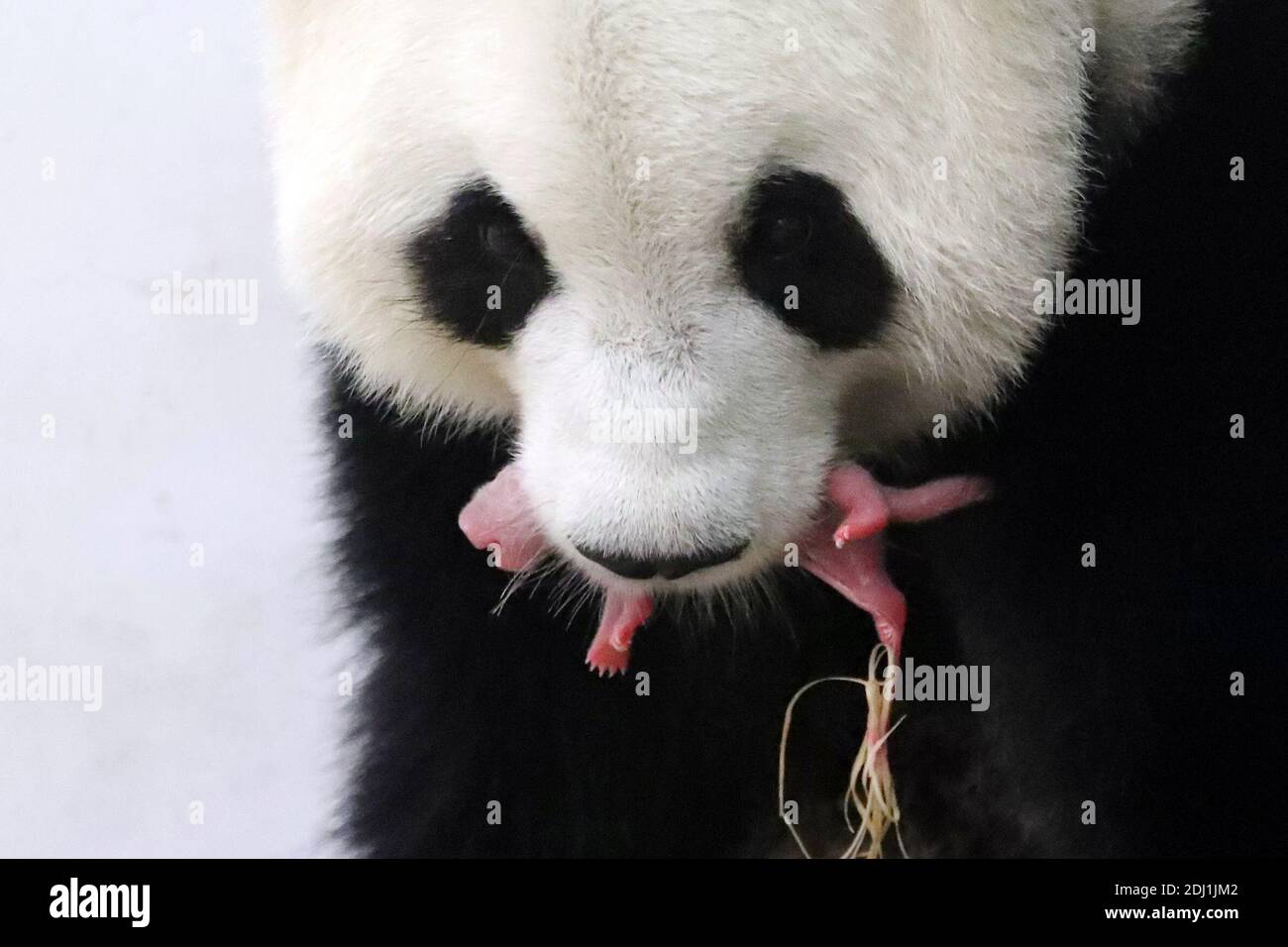 Handout picture taken on June 2, 2016 shows the newborn baby panda ...