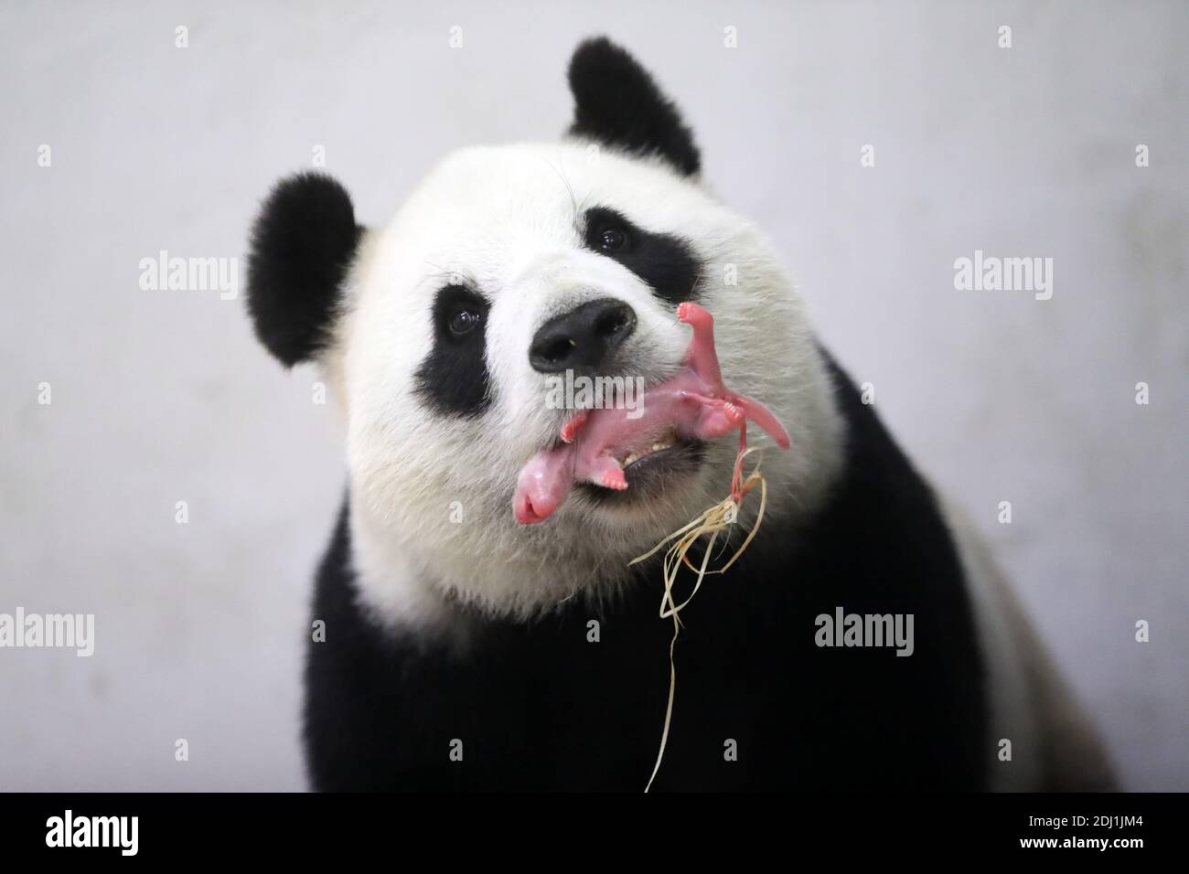 Handout picture taken on June 2, 2016 shows the newborn baby panda ...