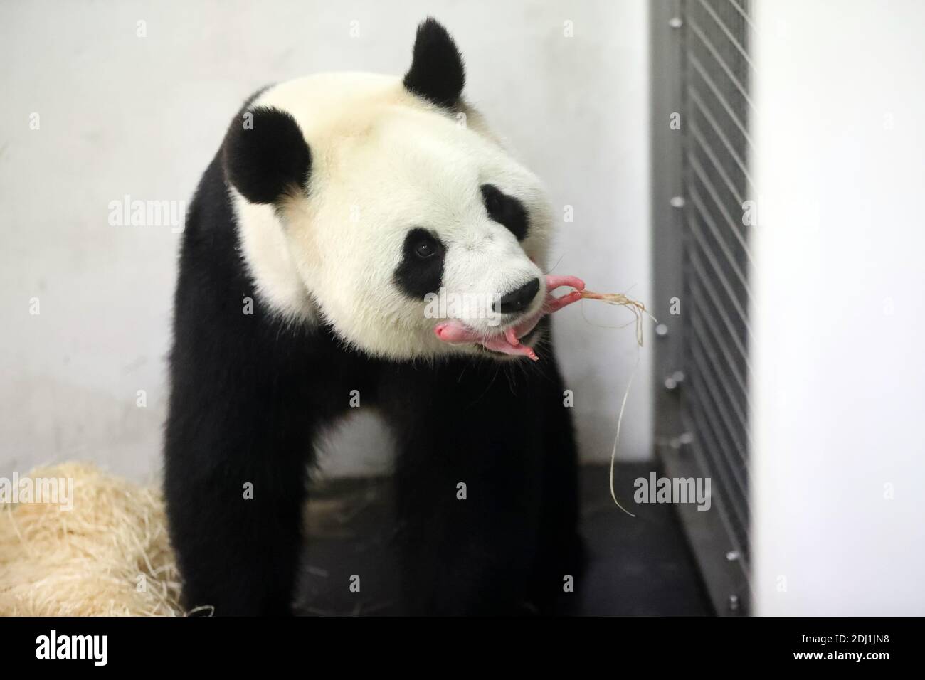 Handout picture taken on June 2, 2016 shows the newborn baby panda ...