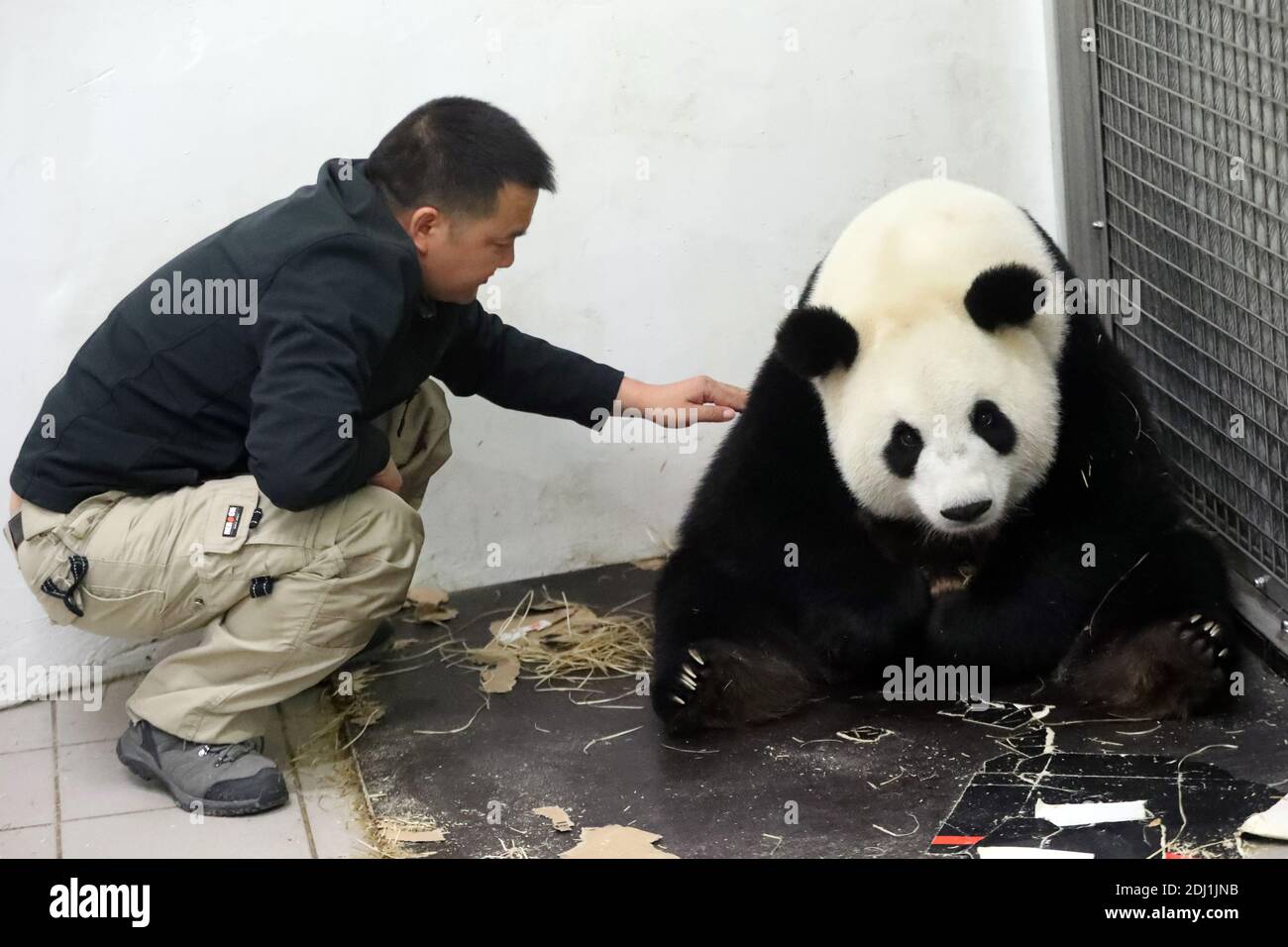 Handout picture taken on June 2, 2016 shows caretaker with female Giant ...