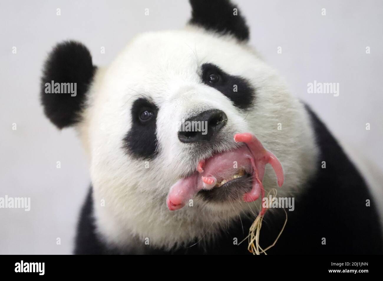 Handout picture taken on June 2, 2016 shows the newborn baby panda ...