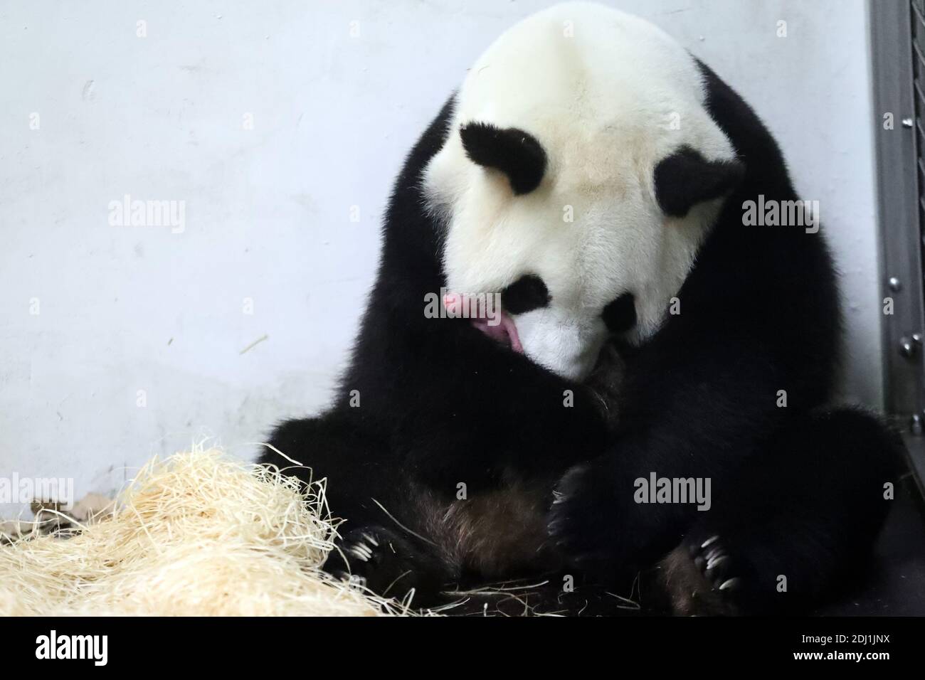 Handout picture taken on June 2, 2016 shows the newborn baby panda ...