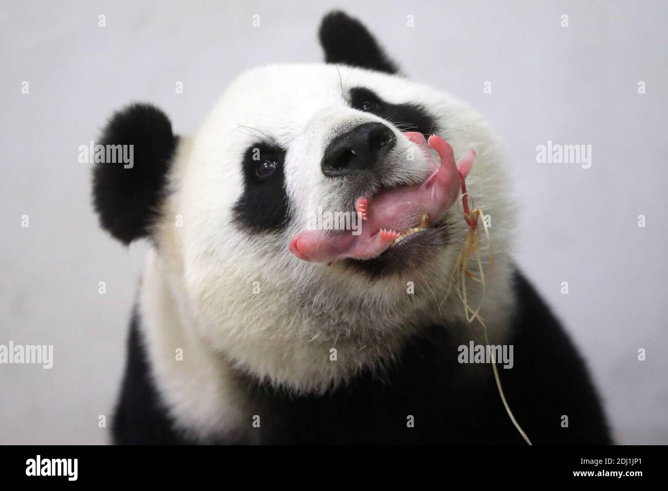 Handout picture taken on June 2, 2016 shows the newborn baby panda ...