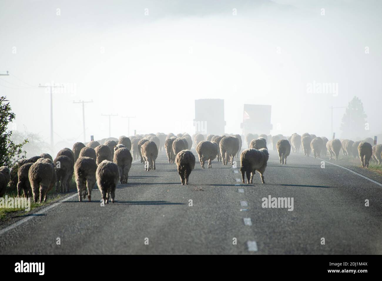 New Zealand merino sheep on the highway, blocking the heavy trucks in ...
