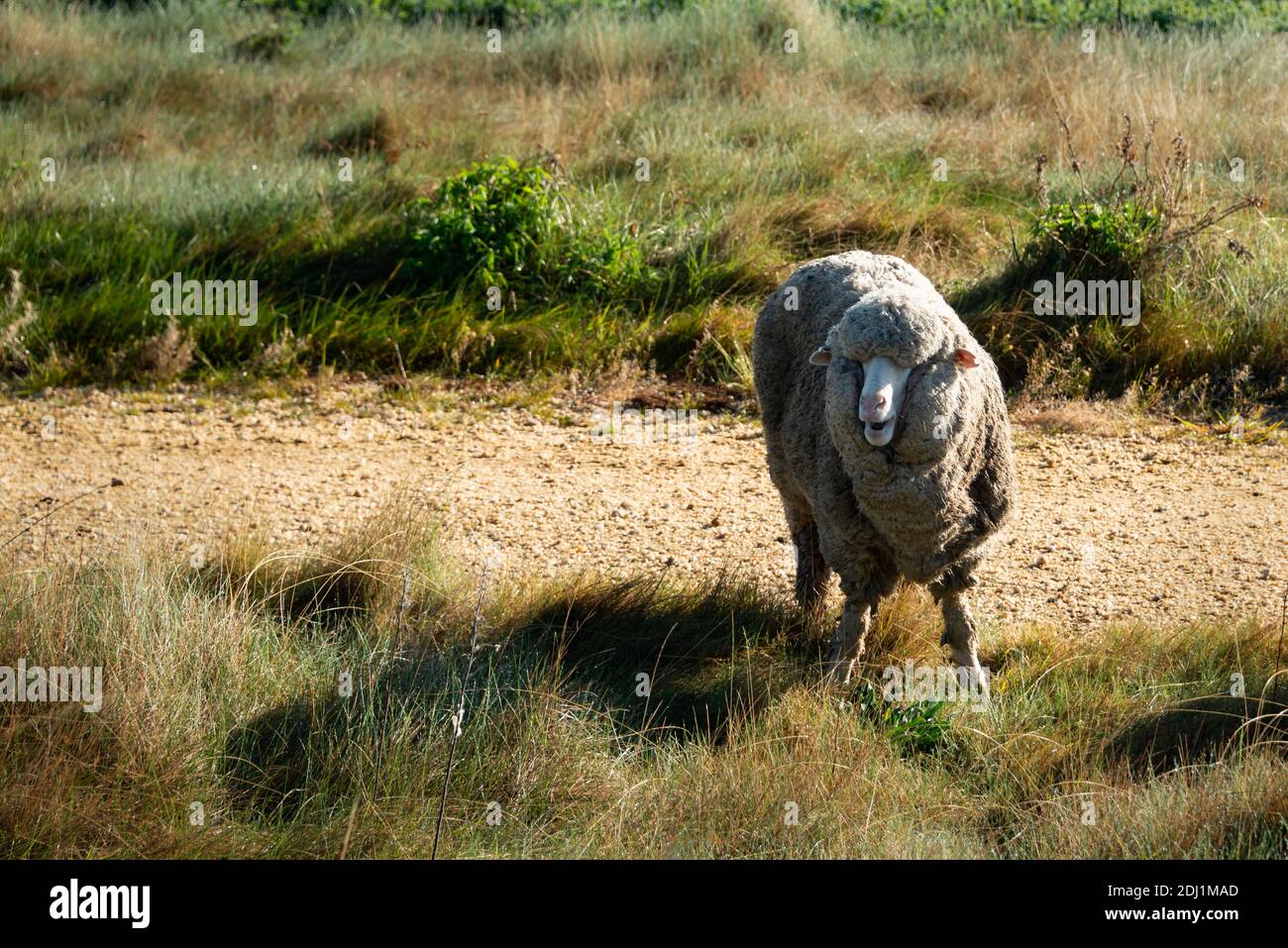 New Zealand merino sheep Stock Photo - Alamy