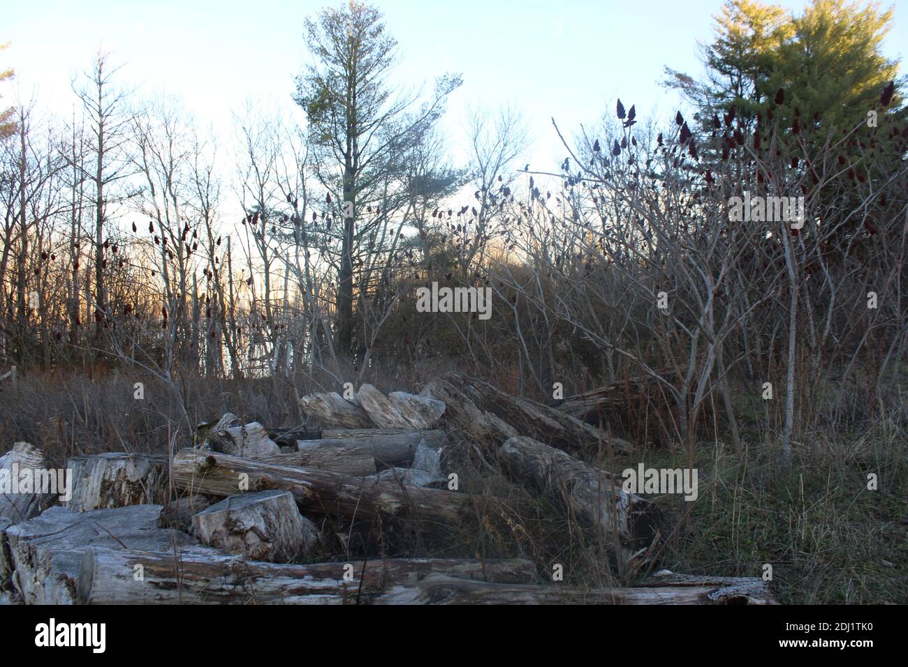 Sunset nature walk in the woods with some dried trees and yellow blue ...