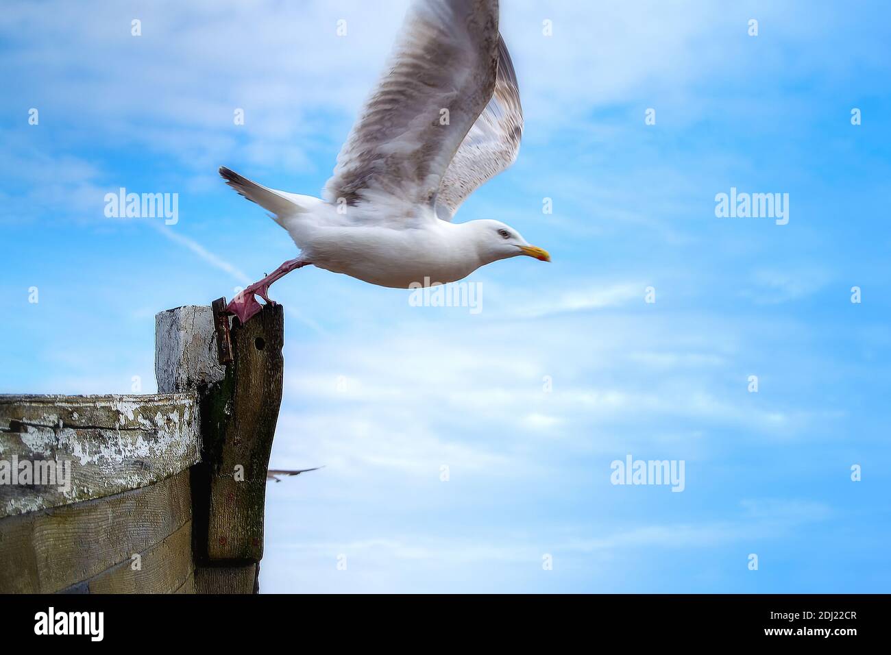 Seagull flying off the boat Stock Photo - Alamy