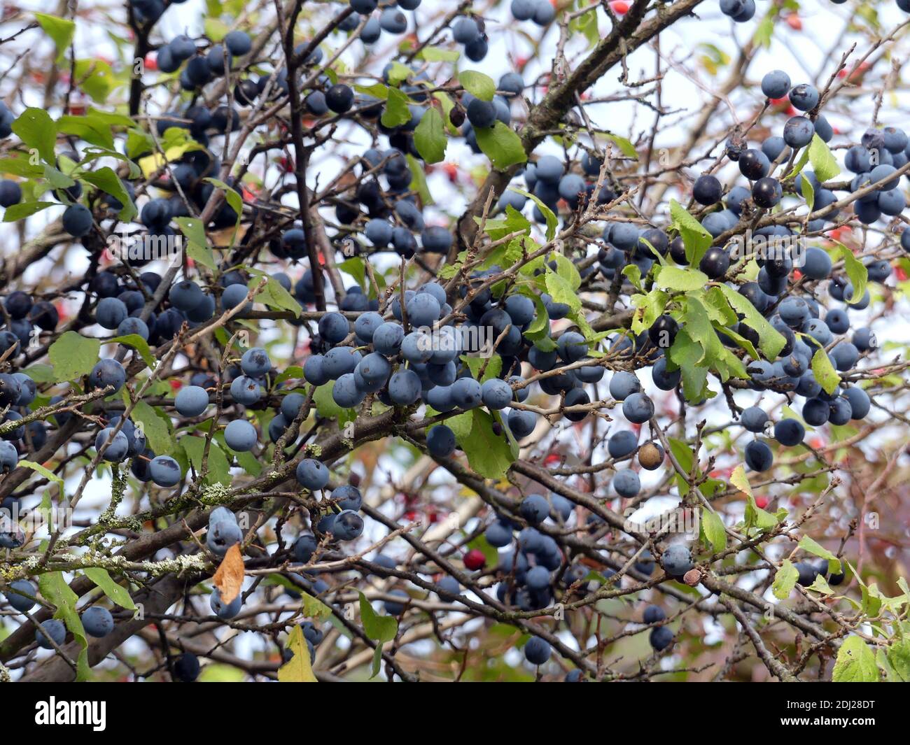 Ripe Blue Sloes Hanging In A Slow Bush, Autumn Stock Photo - Alamy