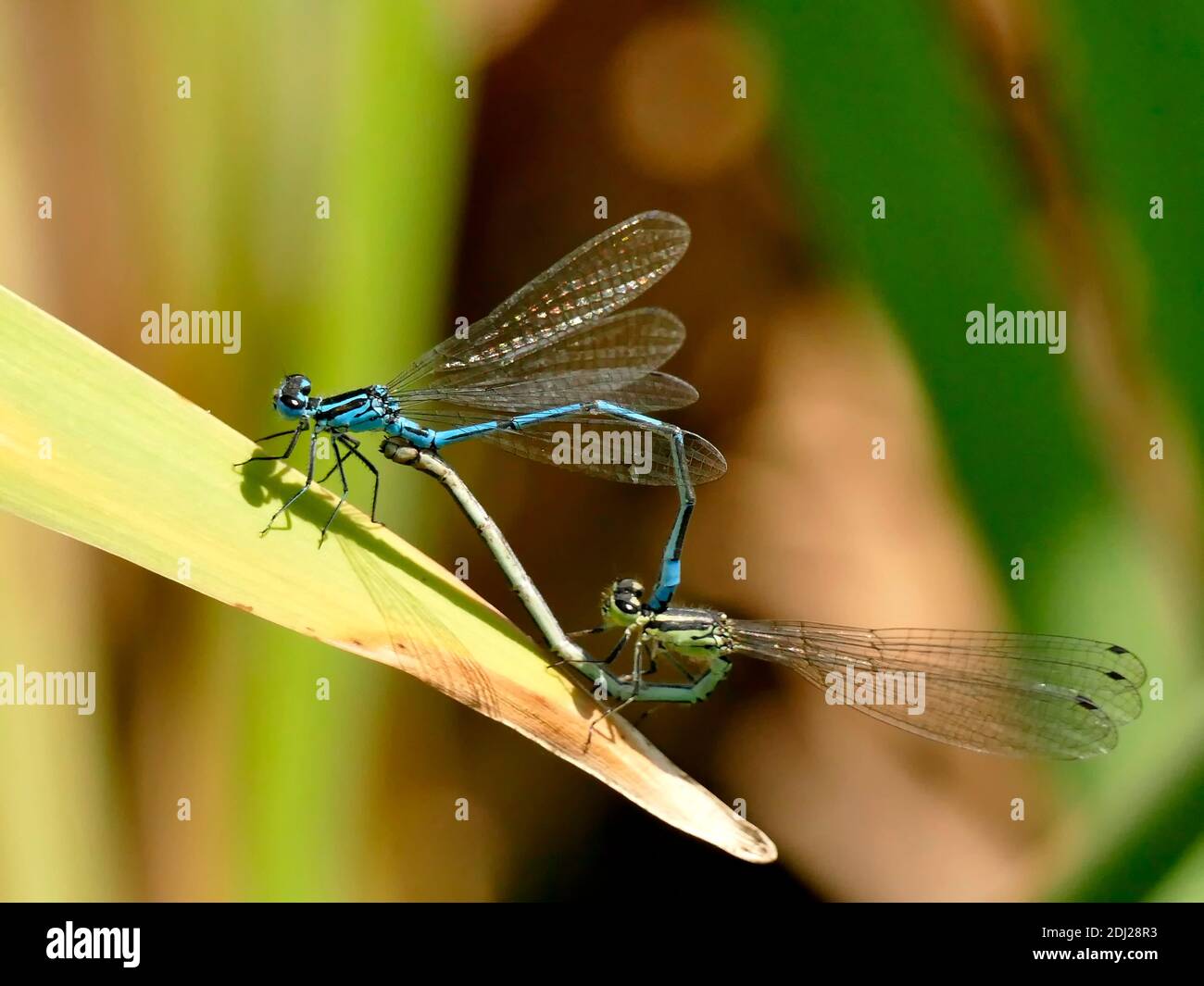 Azure Damselfly, Reprodcution, Mating Stock Photo - Alamy