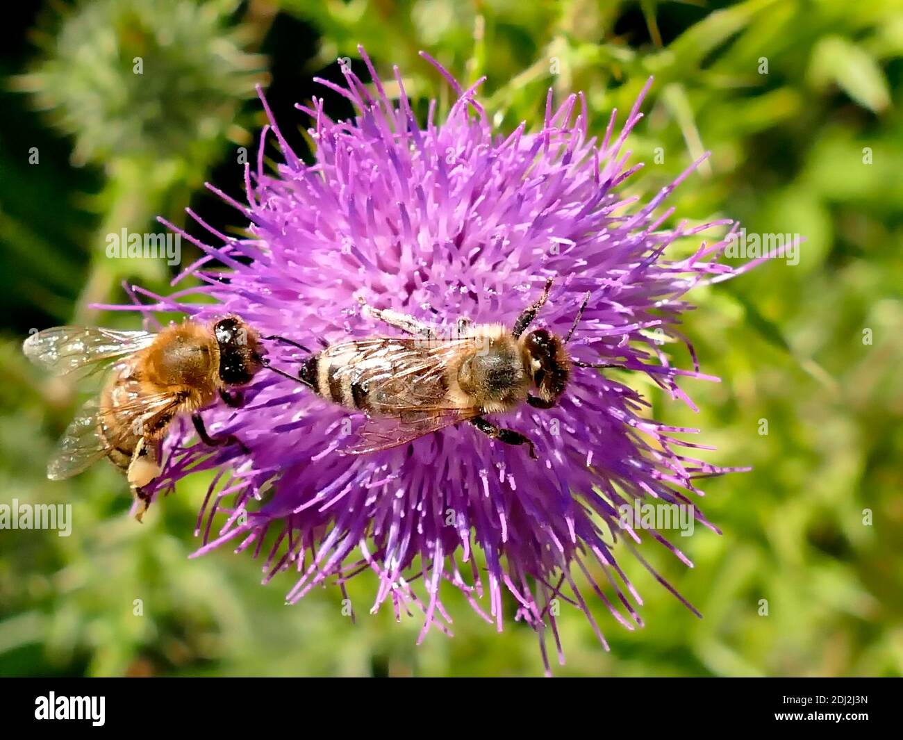 Bees On Thistle Flower Stock Photo - Alamy