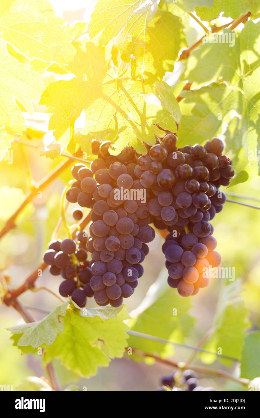 Grapes In The Sunlight, Just Before Harvest Stock Photo - Alamy