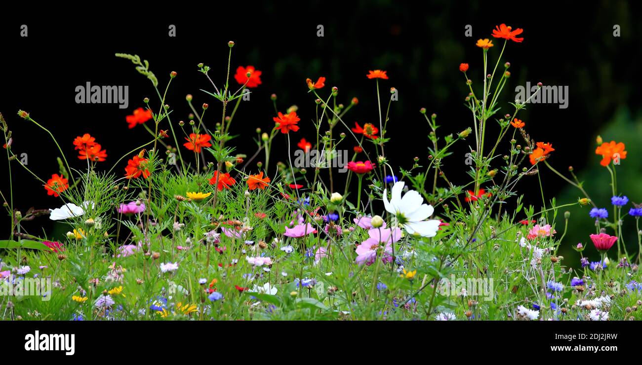 Blumenwiese wiesenblumen wildblumen wiese blumen hi-res stock ...