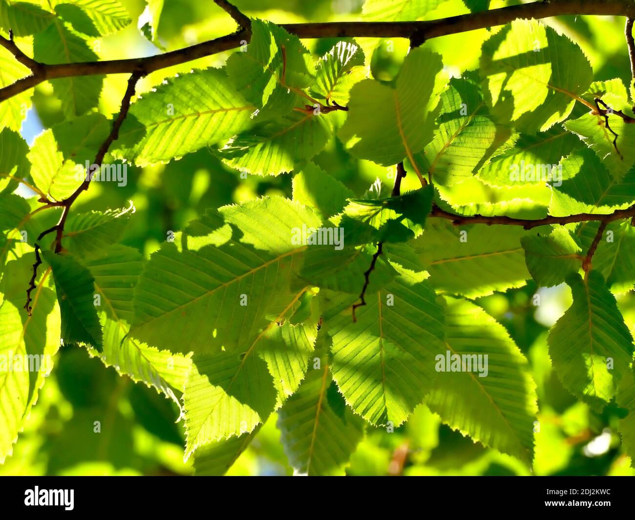 Beech Leaves In Backlit Stock Photo - Alamy