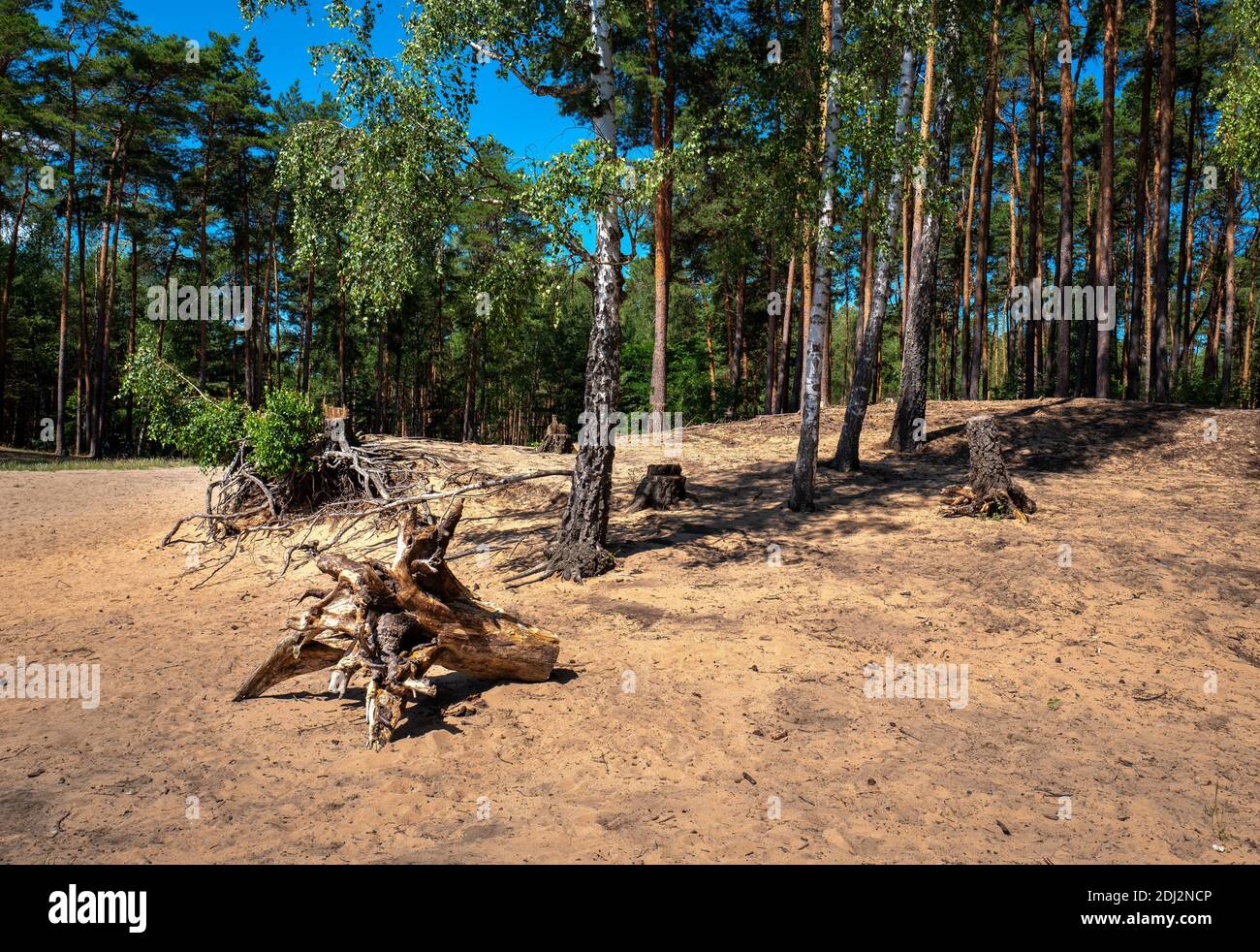 Dry Forest Area Stock Photo - Alamy