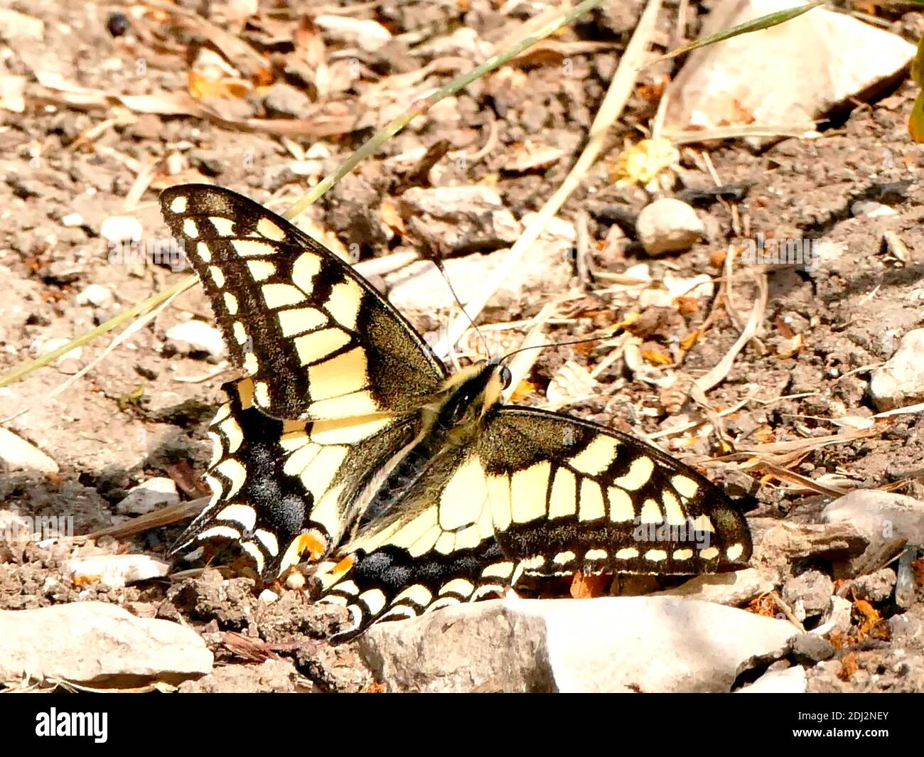 Swallowtail Butterfly In Summer In Germany Stock Photo - Alamy