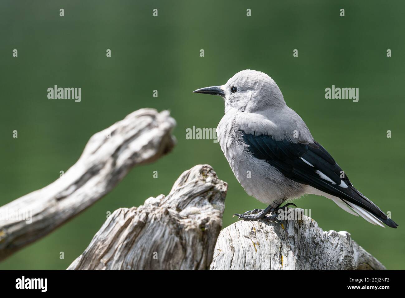 Clarks nutcracker bird in rocky hi-res stock photography and images - Alamy