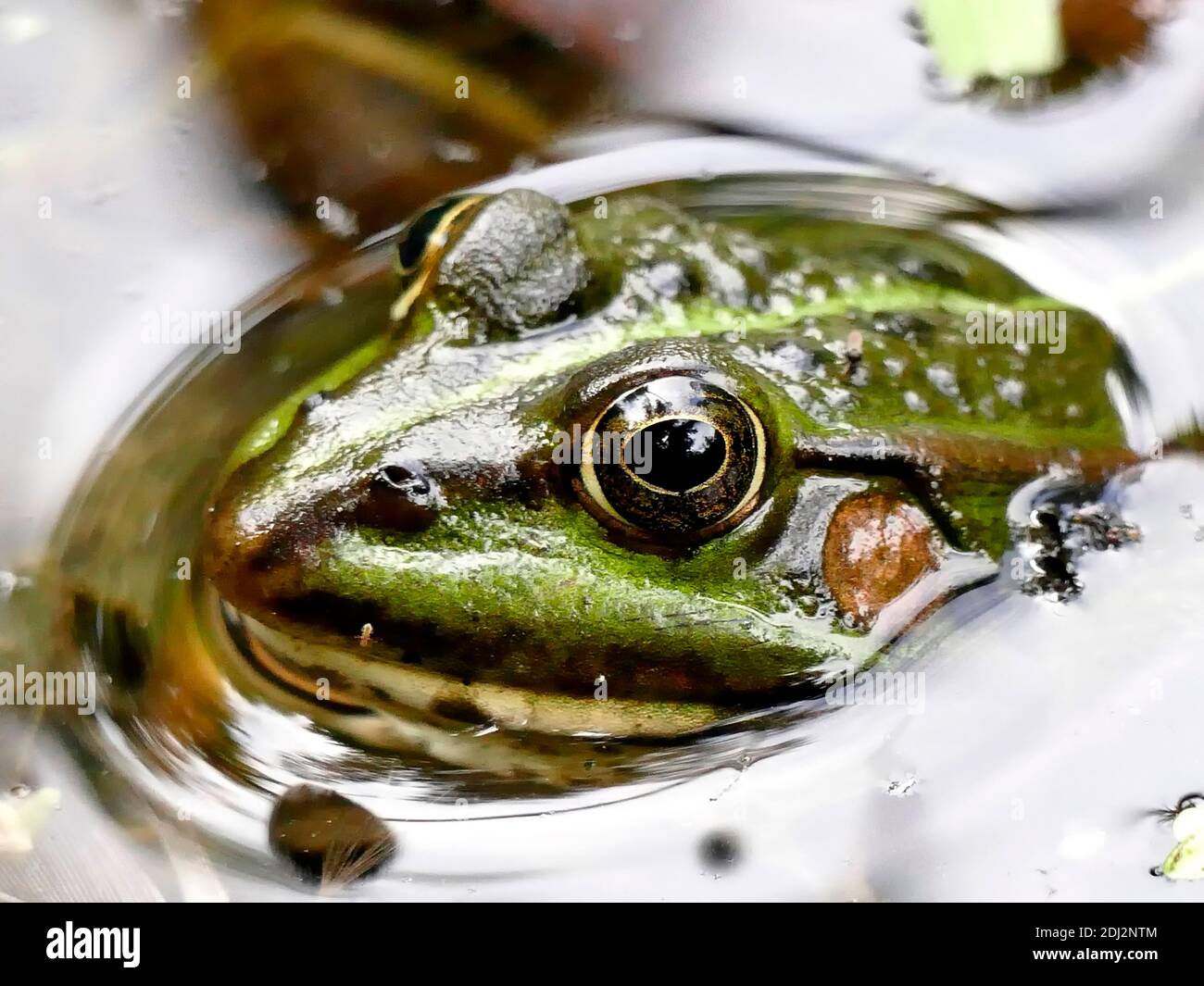 Common Water Frog In A Pond Stock Photo - Alamy
